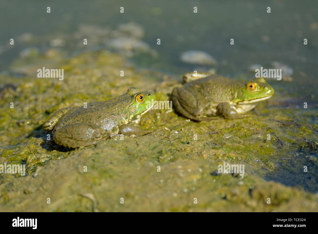 Two marsh frogs hi-res stock photography and images - Alamy