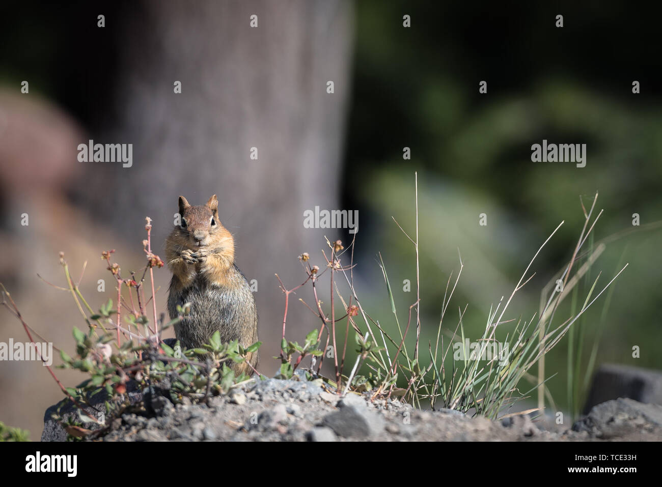 Chipmunk rodent feeding in the forest Stock Photo - Alamy