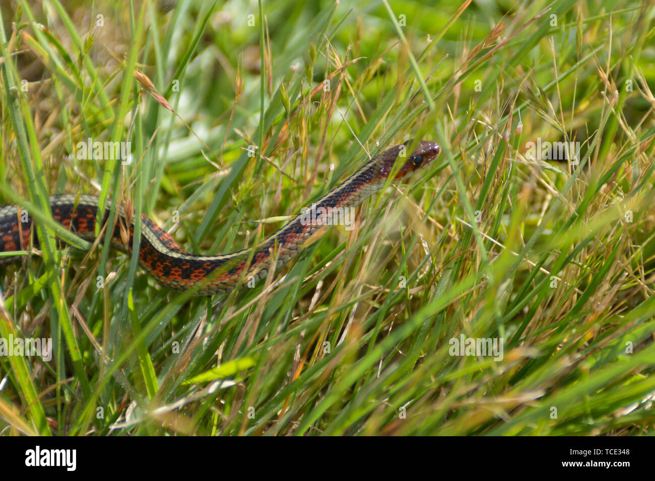A garter snake slithers through the green grass. Snake is in full color ...