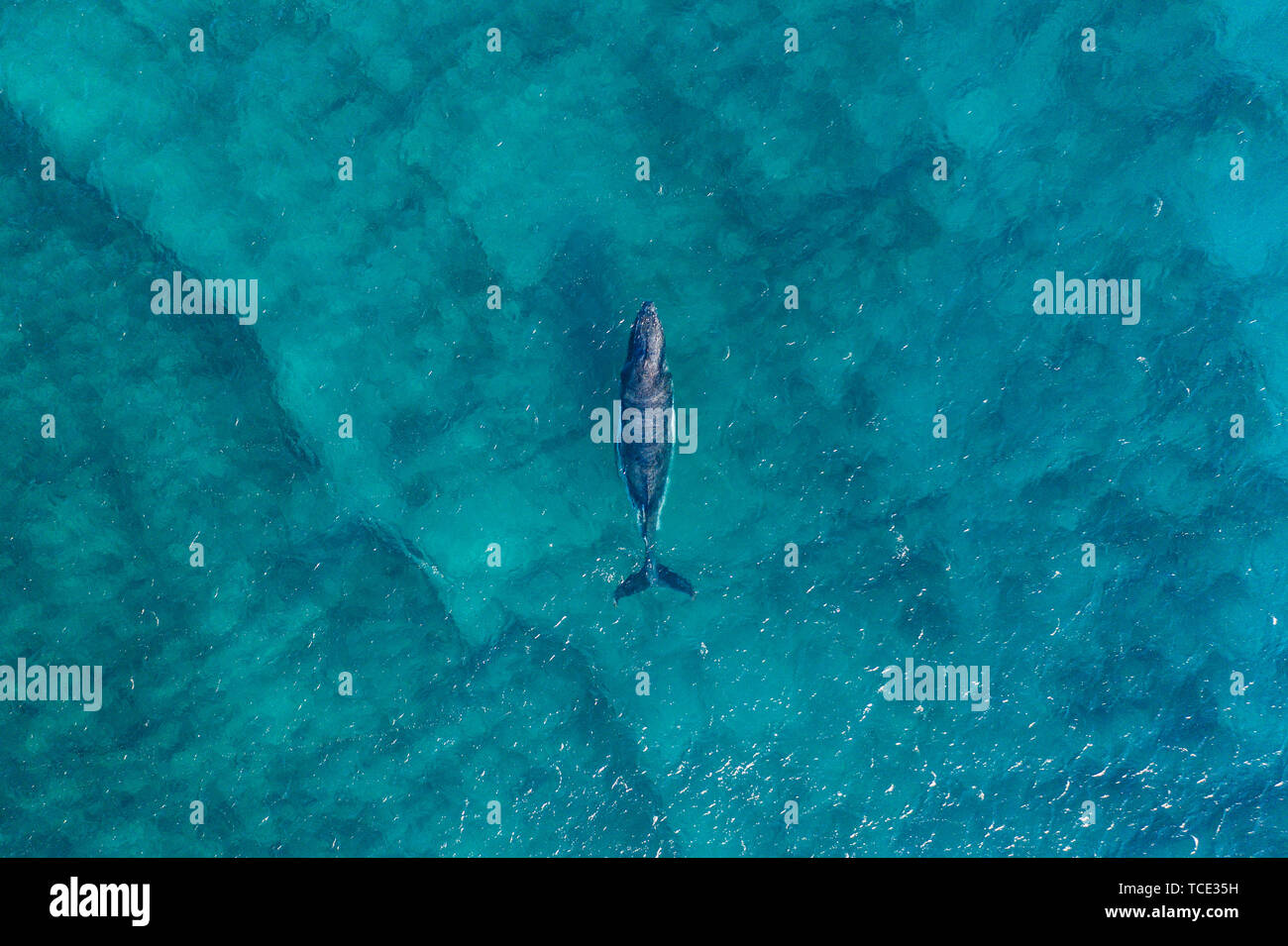 Aerial view of a whale, Australia Stock Photo - Alamy