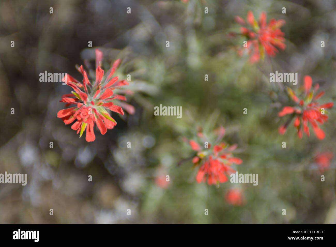 Thin red petals hi-res stock photography and images - Alamy