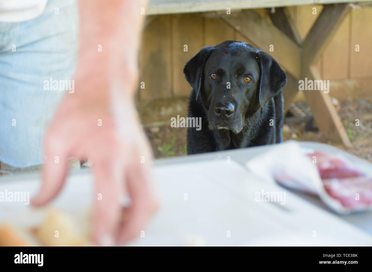 Attentive black Labrador dog looking at person cooking outdoors Stock ...