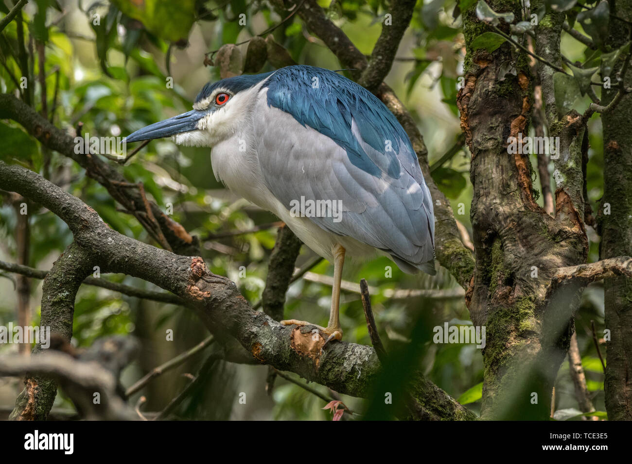 Stork standing in a tree, Indonesia Stock Photo - Alamy