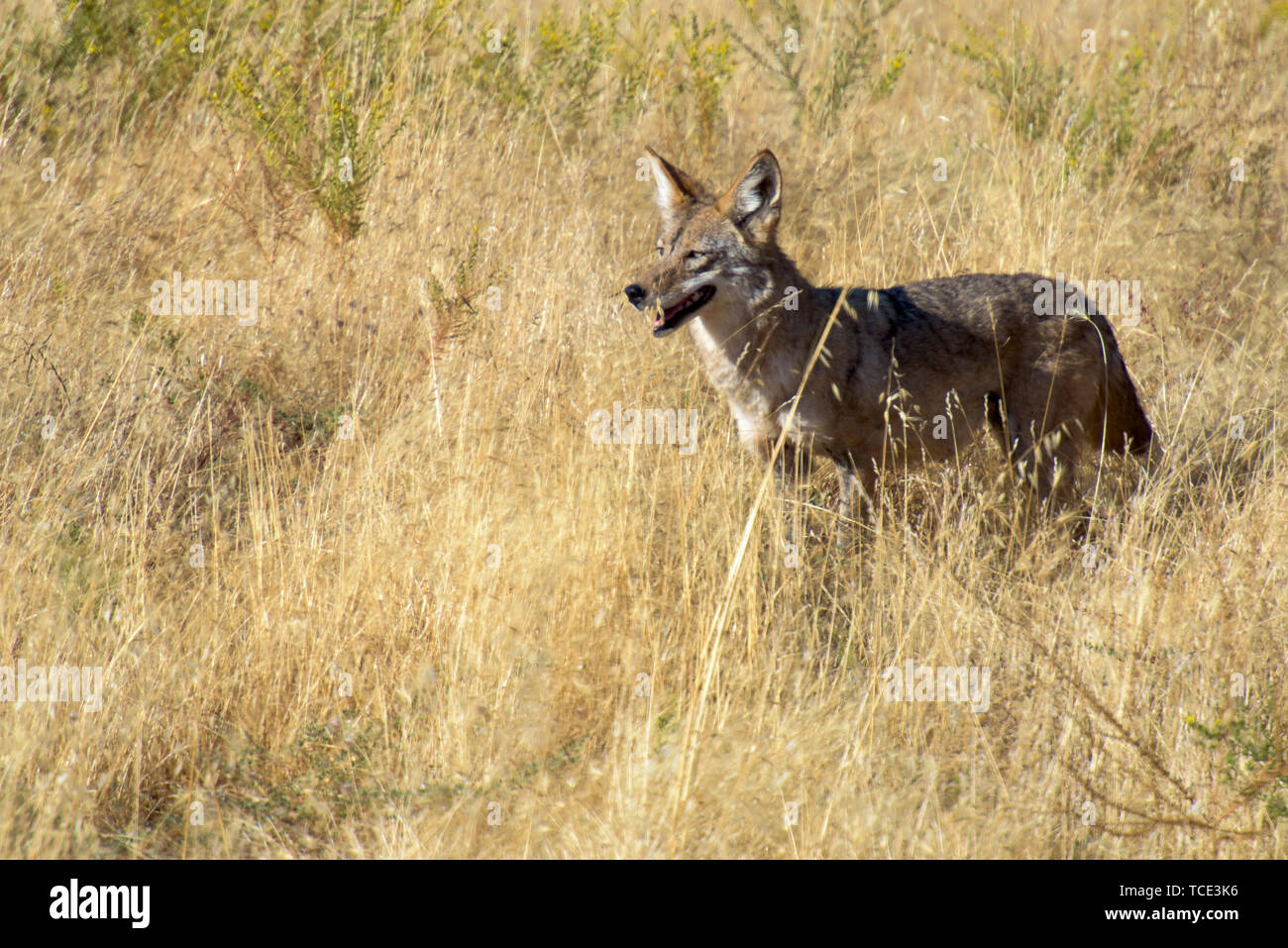 Gray jackal standing in field full of withered golden grass Stock Photo ...