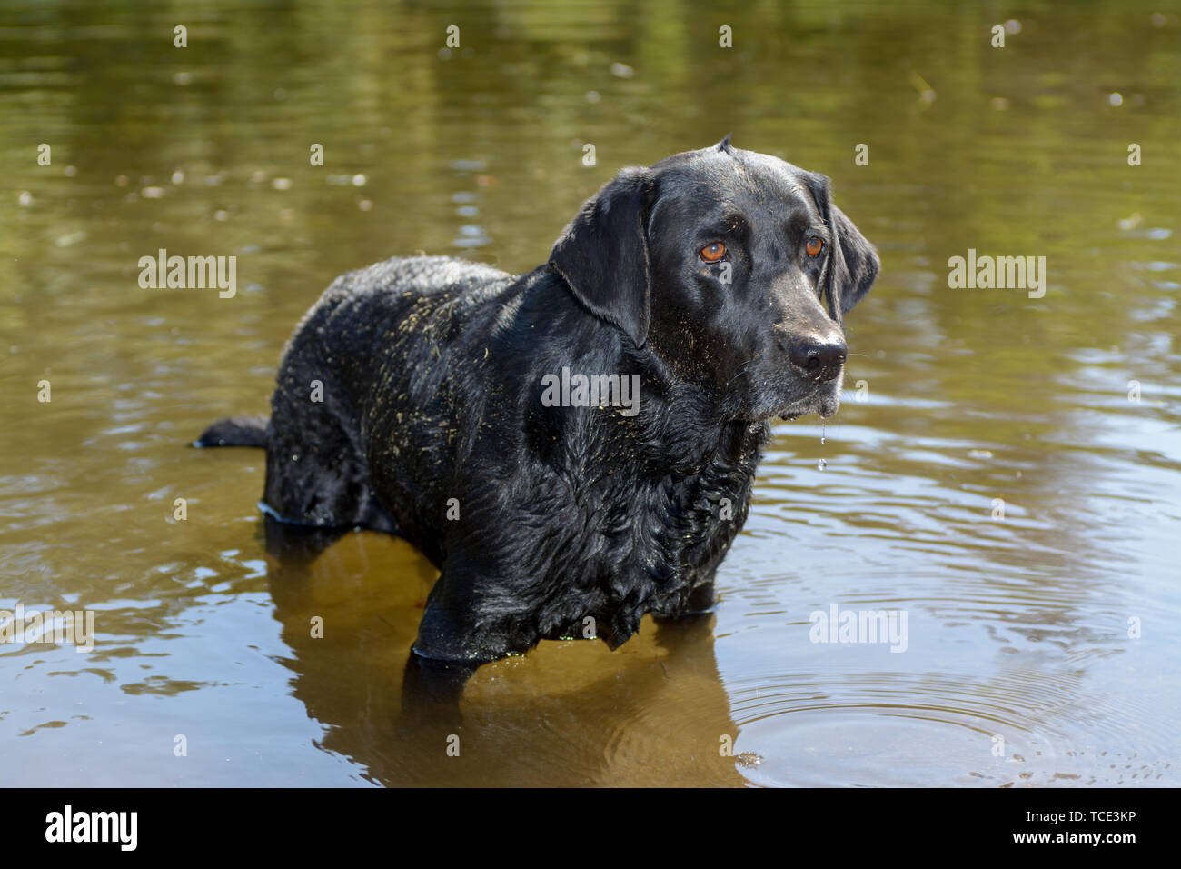 Labrador retriever black side profile hi-res stock photography and ...