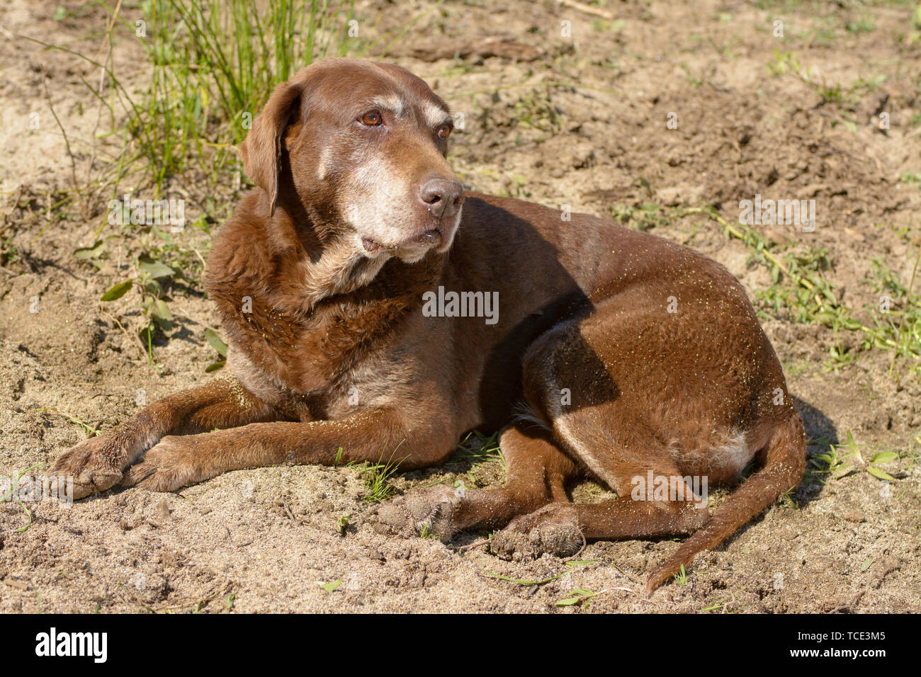 A chocolate labrador laying down in the sand Stock Photo - Alamy