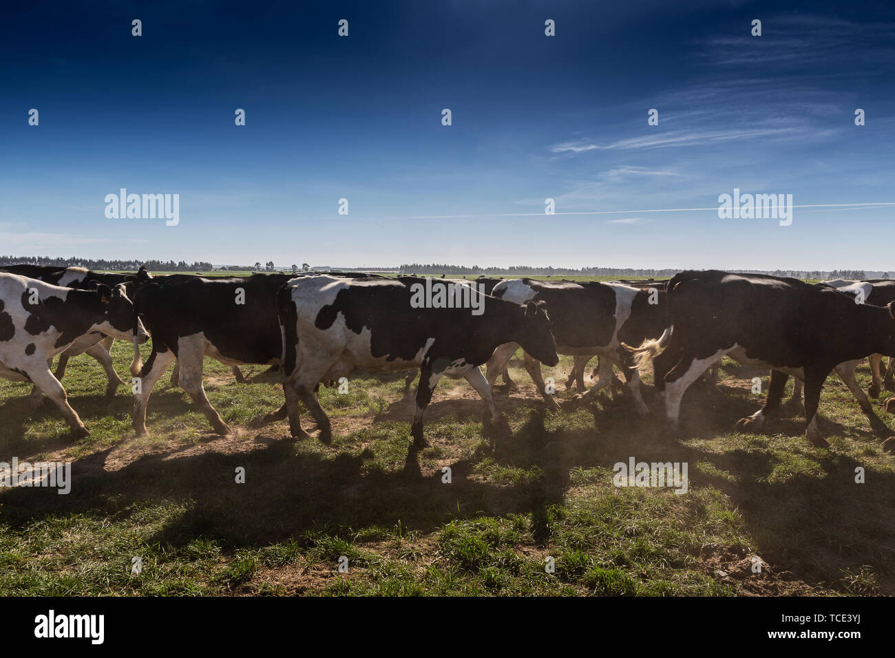 Group of Holstein breed friesian running on green grass Stock Photo - Alamy