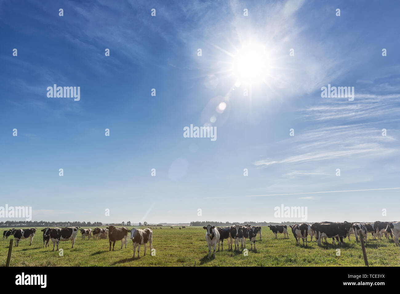 Dairy cows of the Holstein breed Friesian, grazing on green field Stock ...