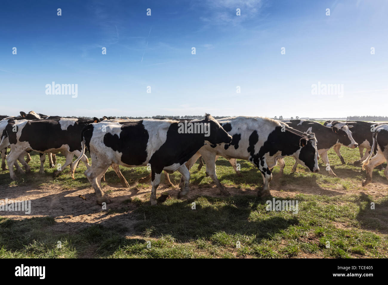 Group of Holstein breed friesian running on green grass Stock Photo - Alamy