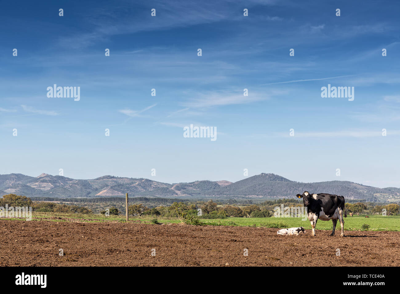 cow of the Holstein Friesian breed with his newly born baby Stock Photo ...