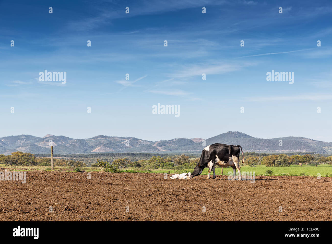 cow of the Holstein Friesian breed with his newly born baby Stock Photo ...