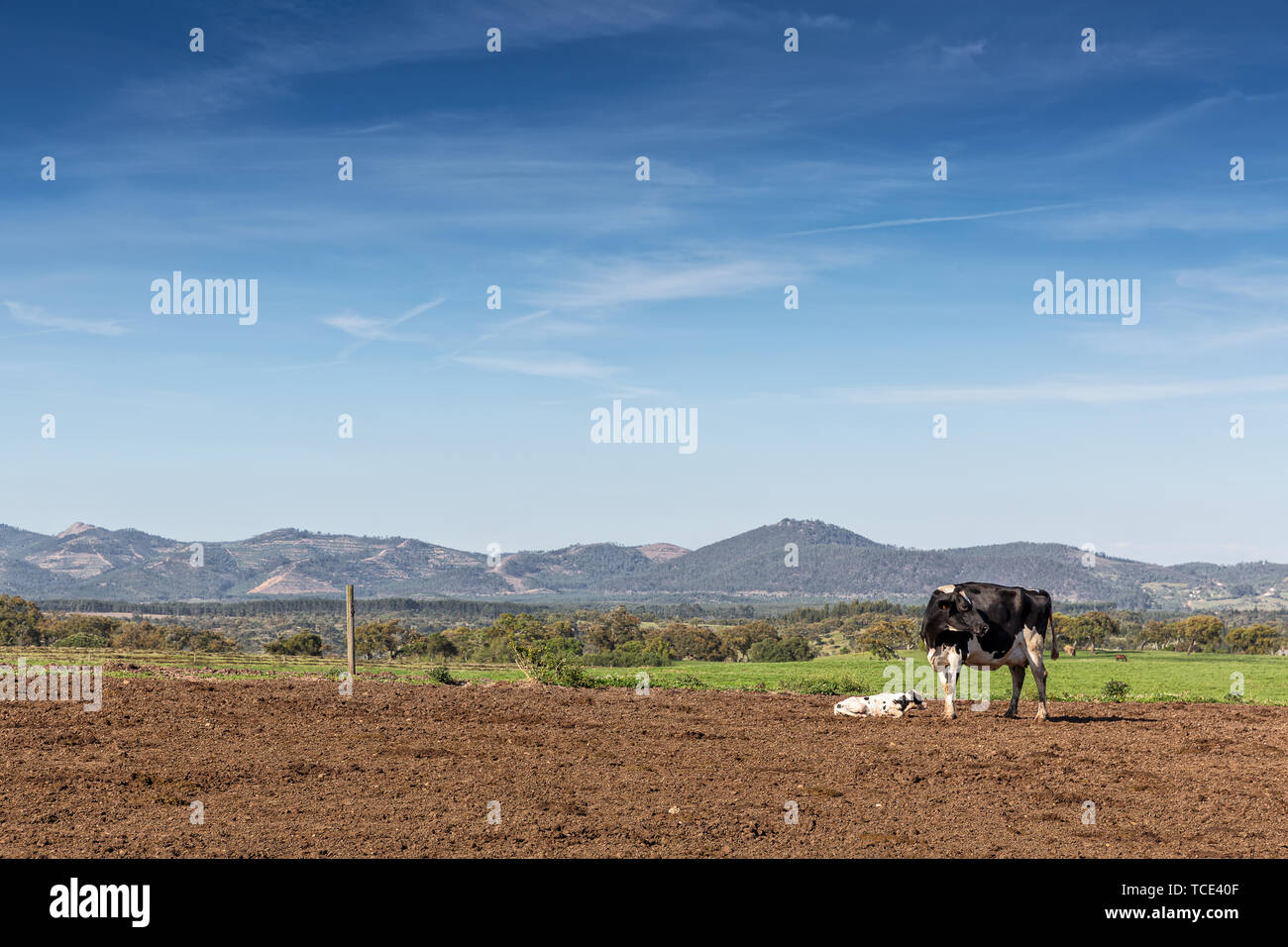cow of the Holstein Friesian breed with his newly born baby Stock Photo ...