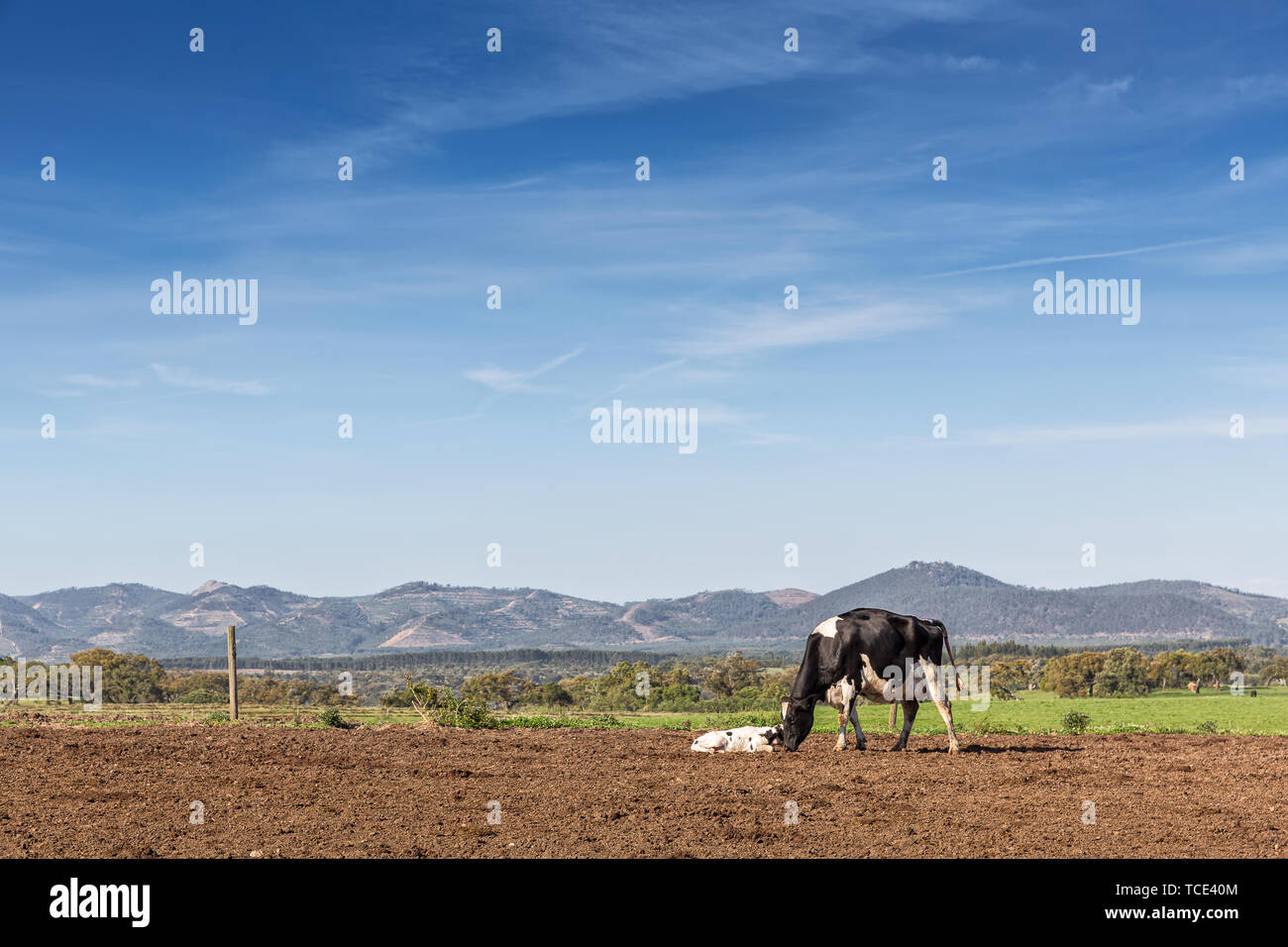 cow of the Holstein Friesian breed with his newly born baby Stock Photo ...