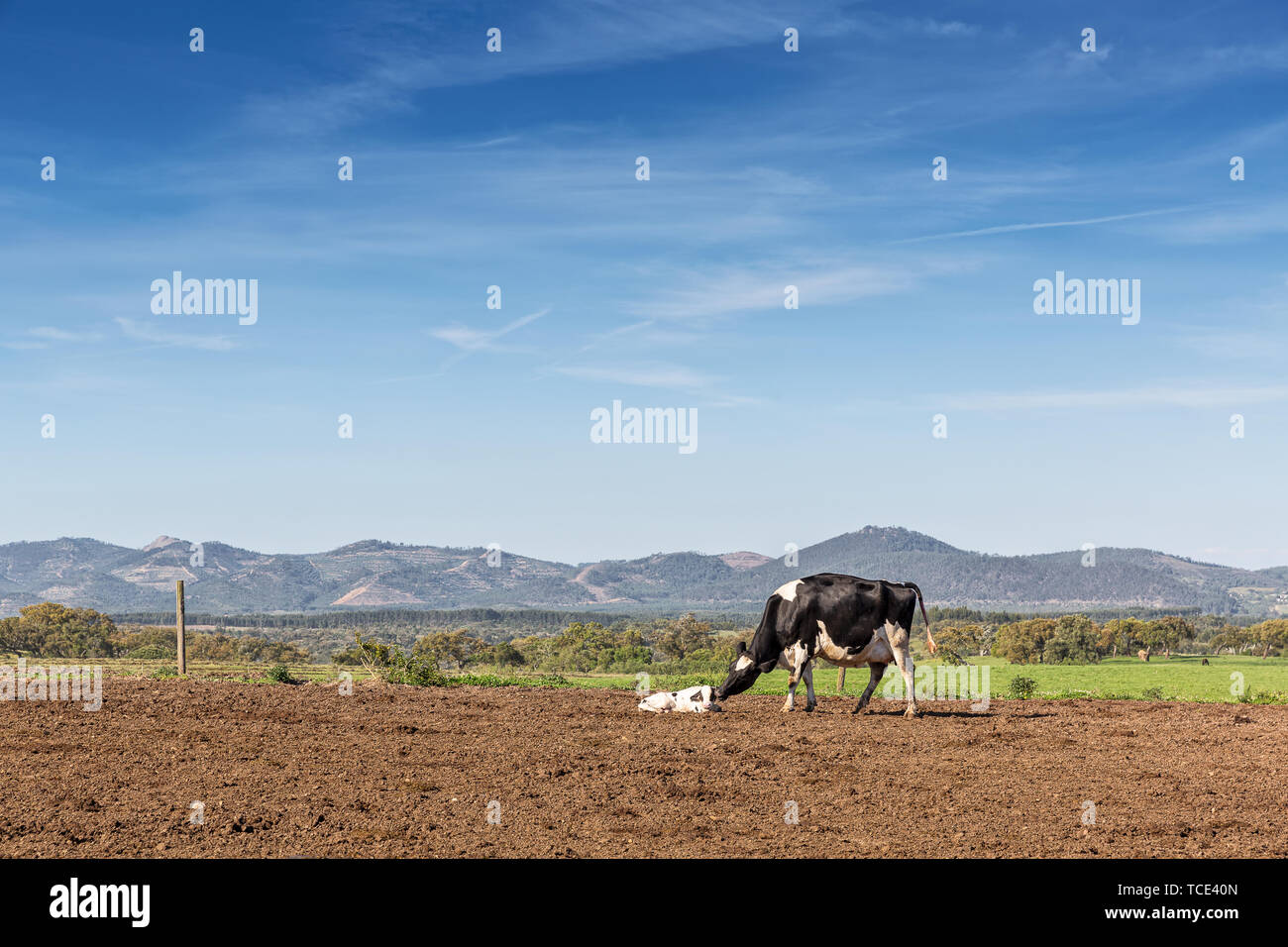 cow of the Holstein Friesian breed with his newly born baby Stock Photo ...