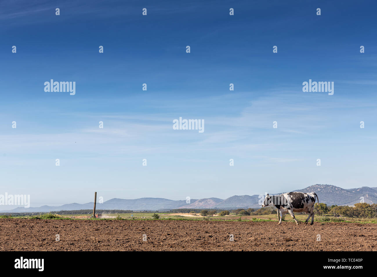Dairy cow of the Holstein breed Friesian, grazing on field Stock Photo ...