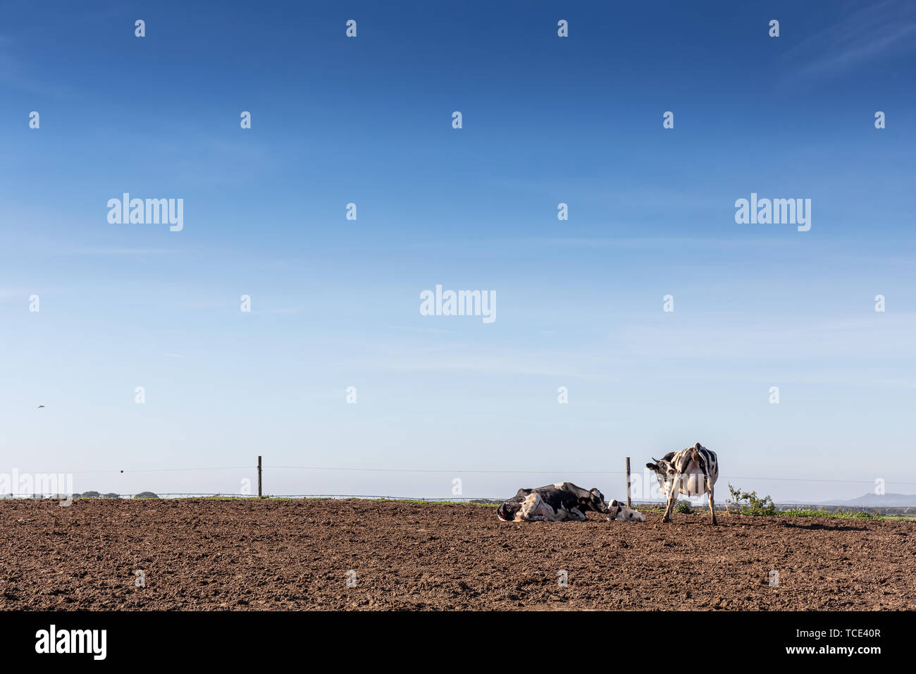 cows of the Holstein Friesian breed with his newly born baby Stock ...