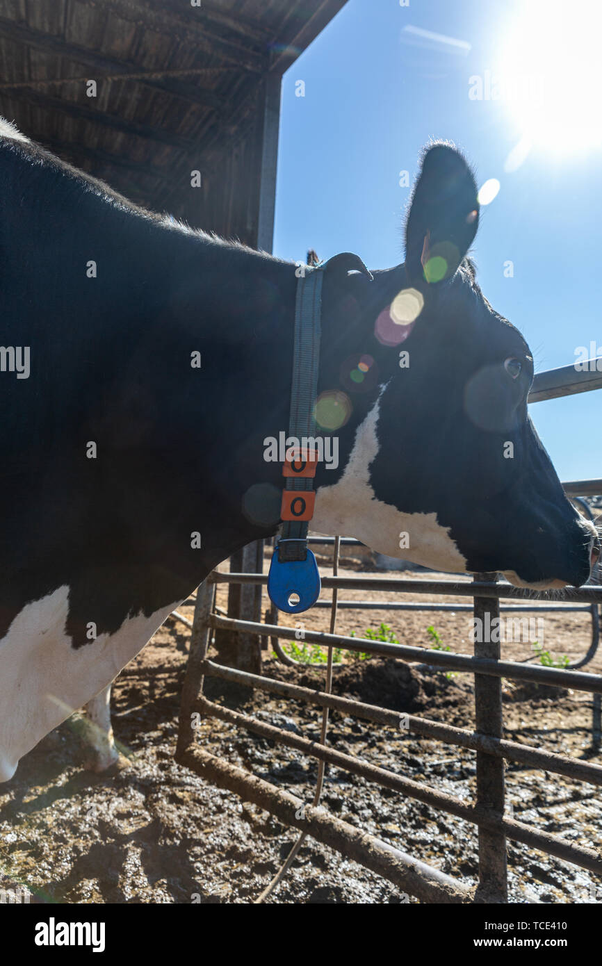 Portrait of a Holstein Friesian dairy cow Stock Photo - Alamy