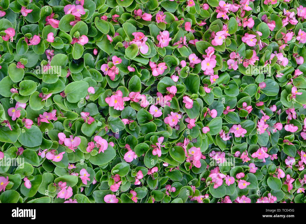 Cover photo of pink begonia flowers. Floral pattern. Flower background ...