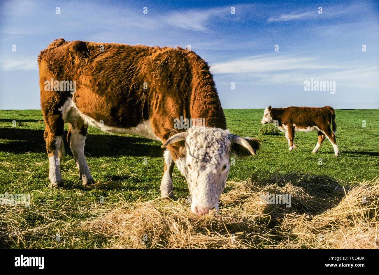 Calf farmyard bull hi-res stock photography and images - Alamy