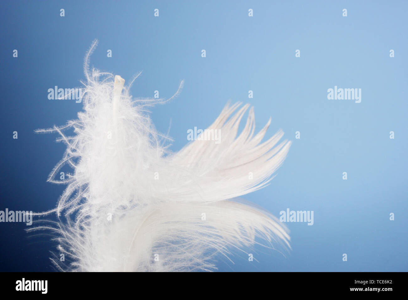 beautiful feather on blue background Stock Photo - Alamy