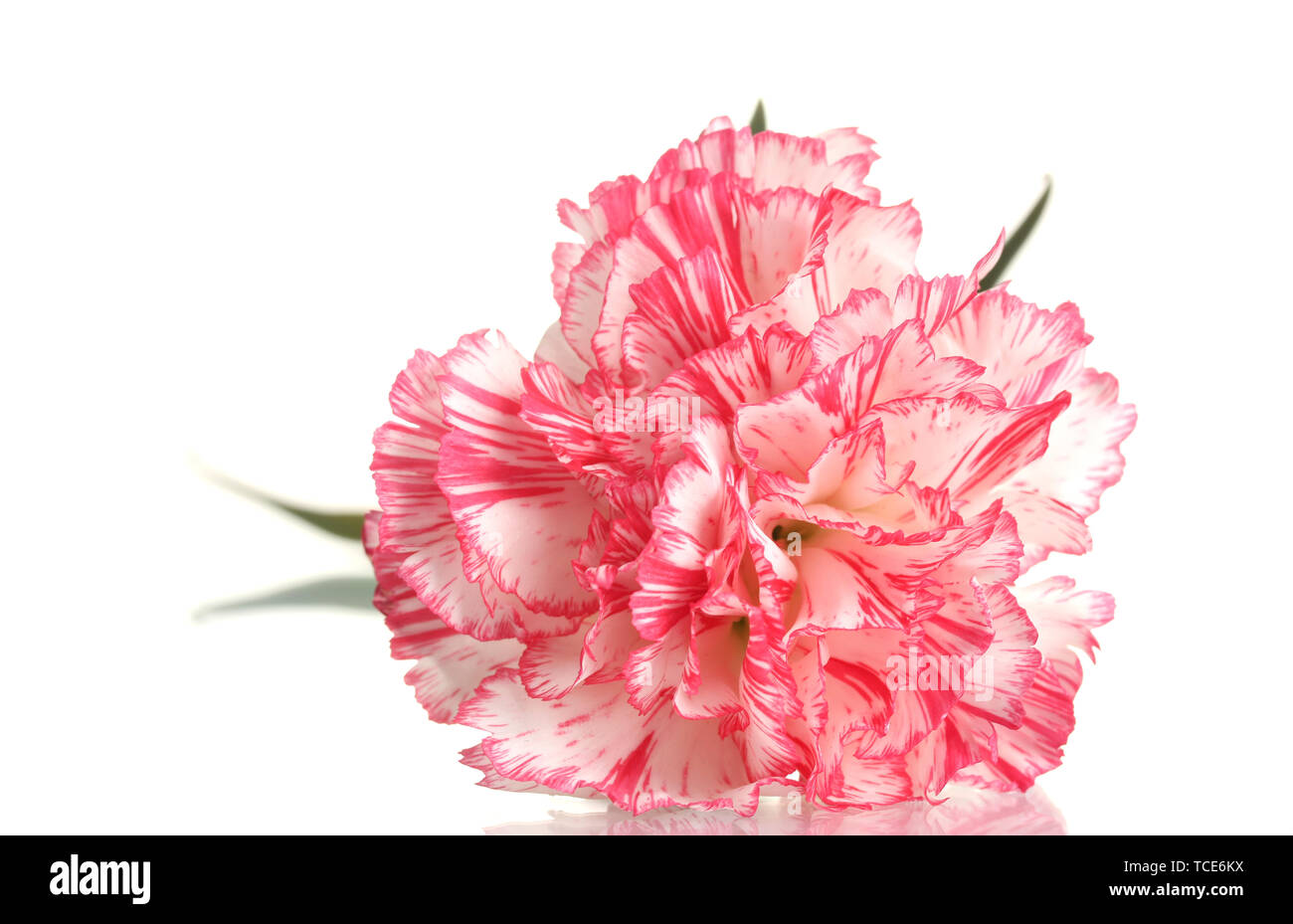 Beautiful carnation isolated on white Stock Photo - Alamy