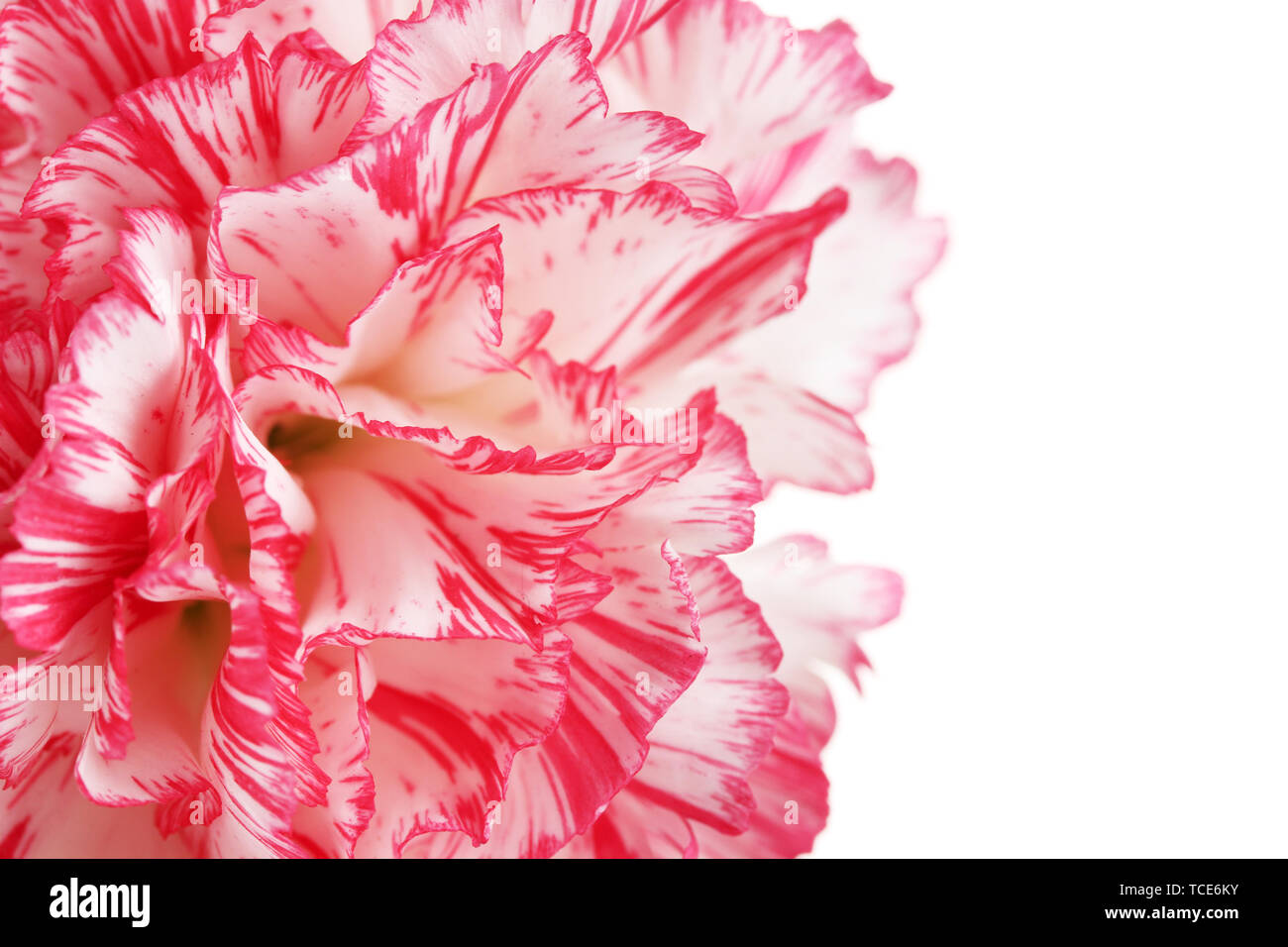 Beautiful carnation isolated on white Stock Photo - Alamy