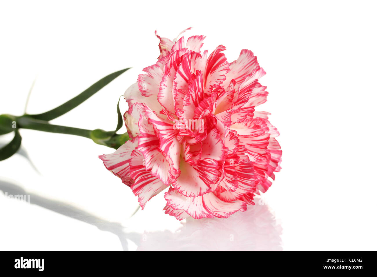 Beautiful carnation isolated on white Stock Photo - Alamy