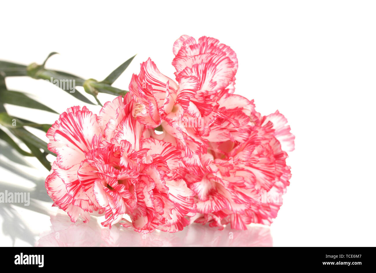 Beautiful carnation isolated on white Stock Photo - Alamy