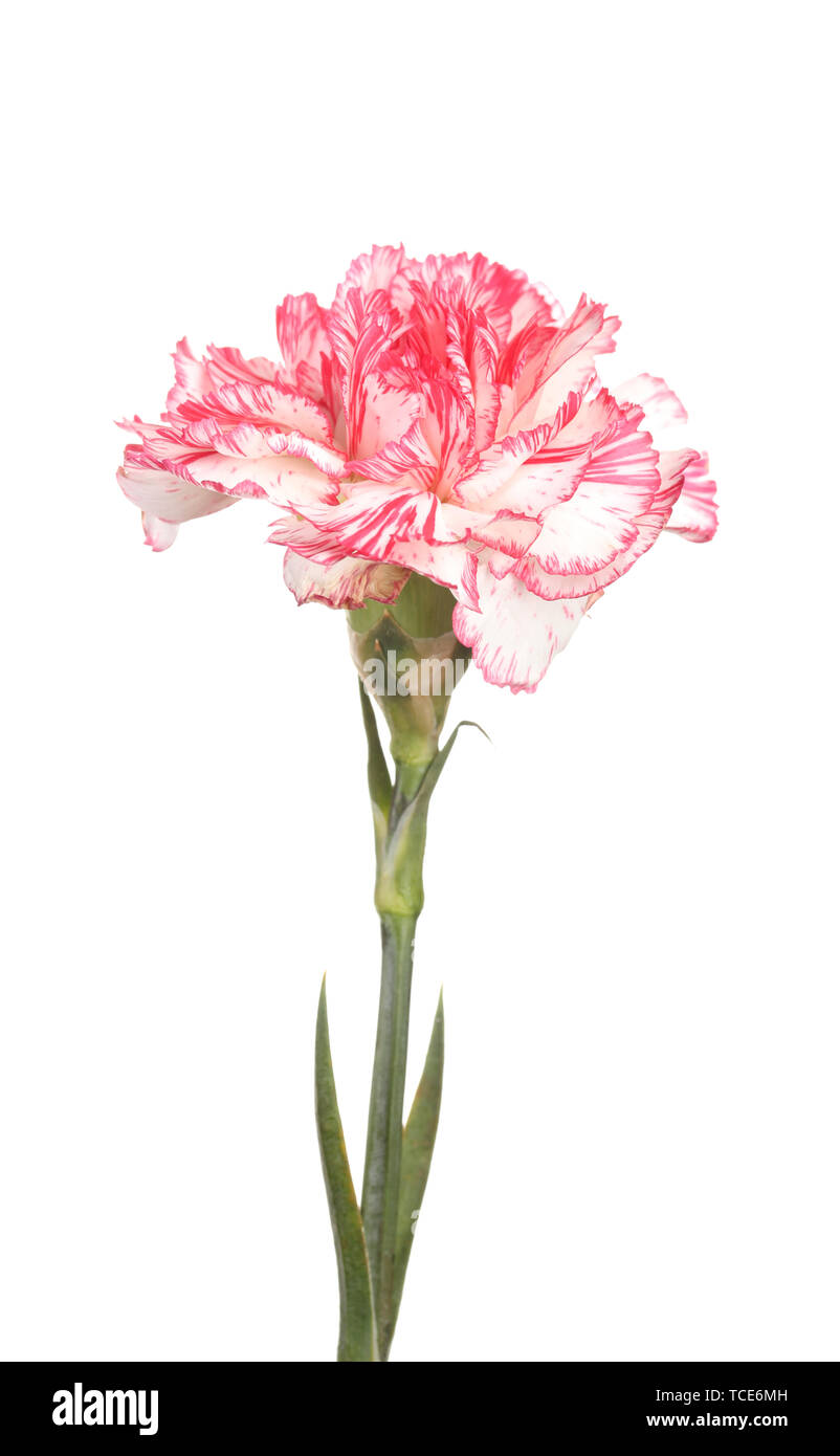 Beautiful carnation isolated on white Stock Photo - Alamy