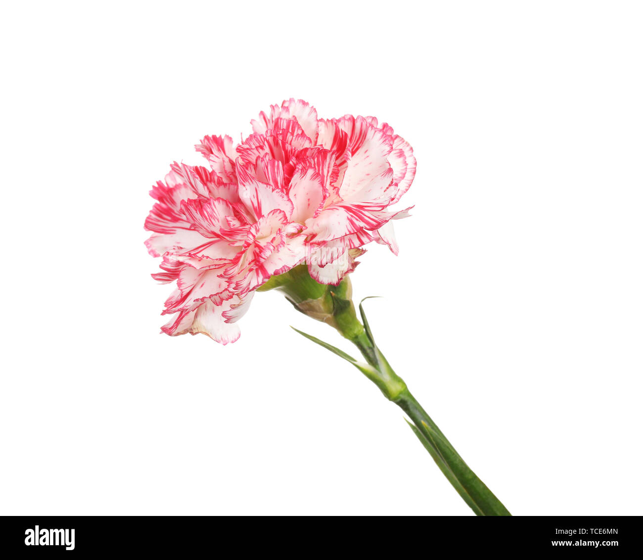 Beautiful carnation isolated on white Stock Photo - Alamy