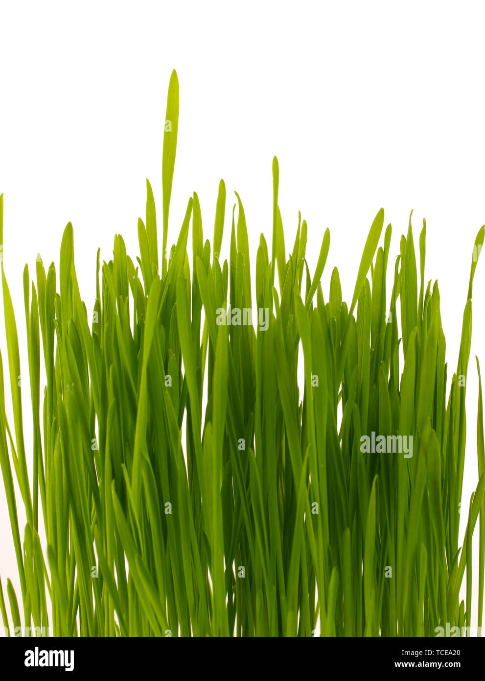 Green grass isolated on white Stock Photo - Alamy