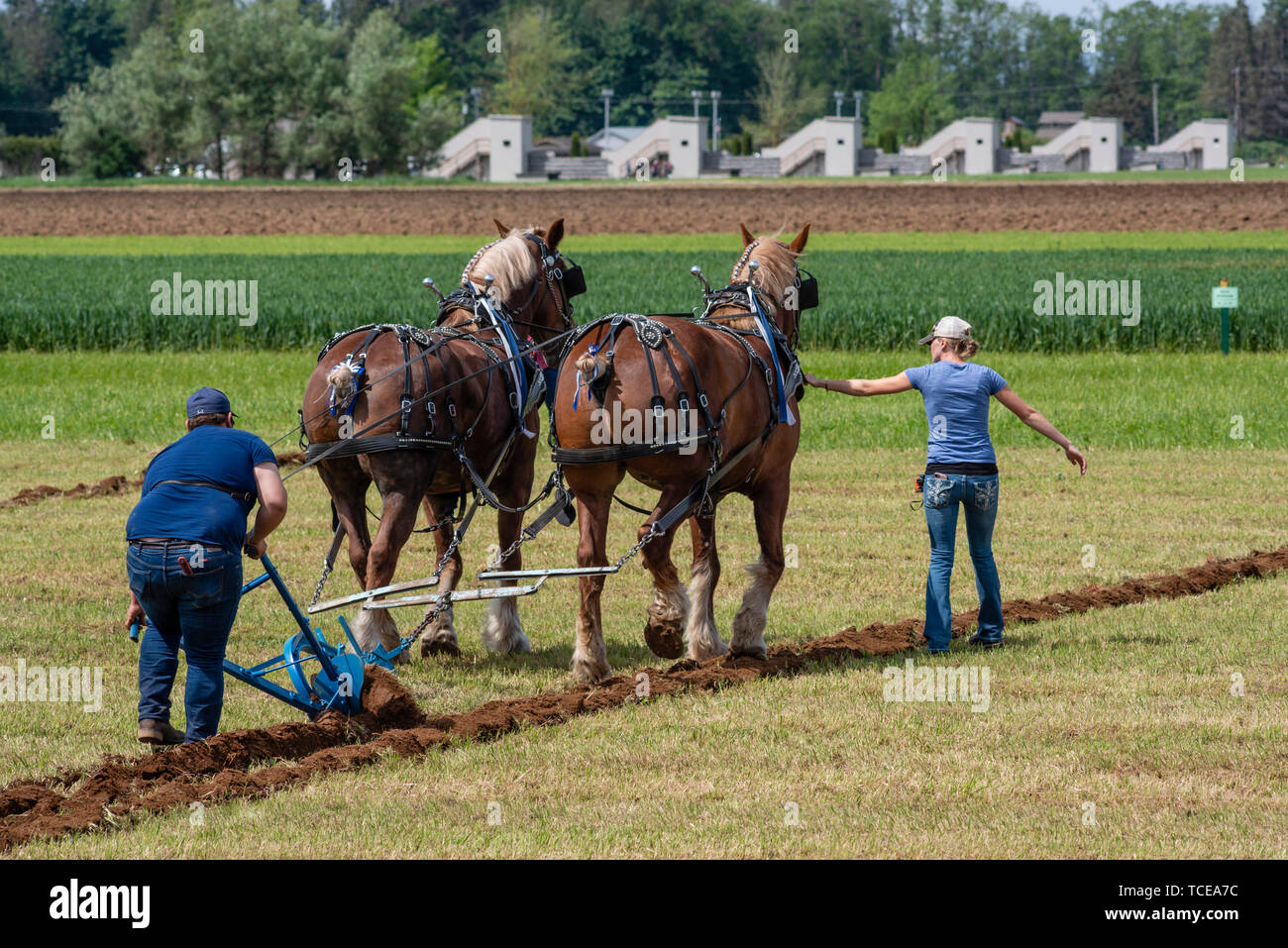 Horse drawn plow hi-res stock photography and images - Alamy