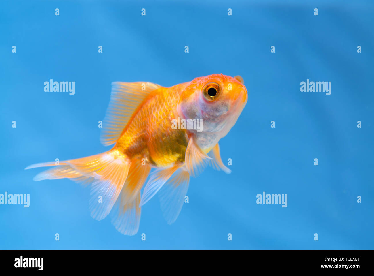 Gold fish or goldfish floating swimming underwater in fresh aquarium ...