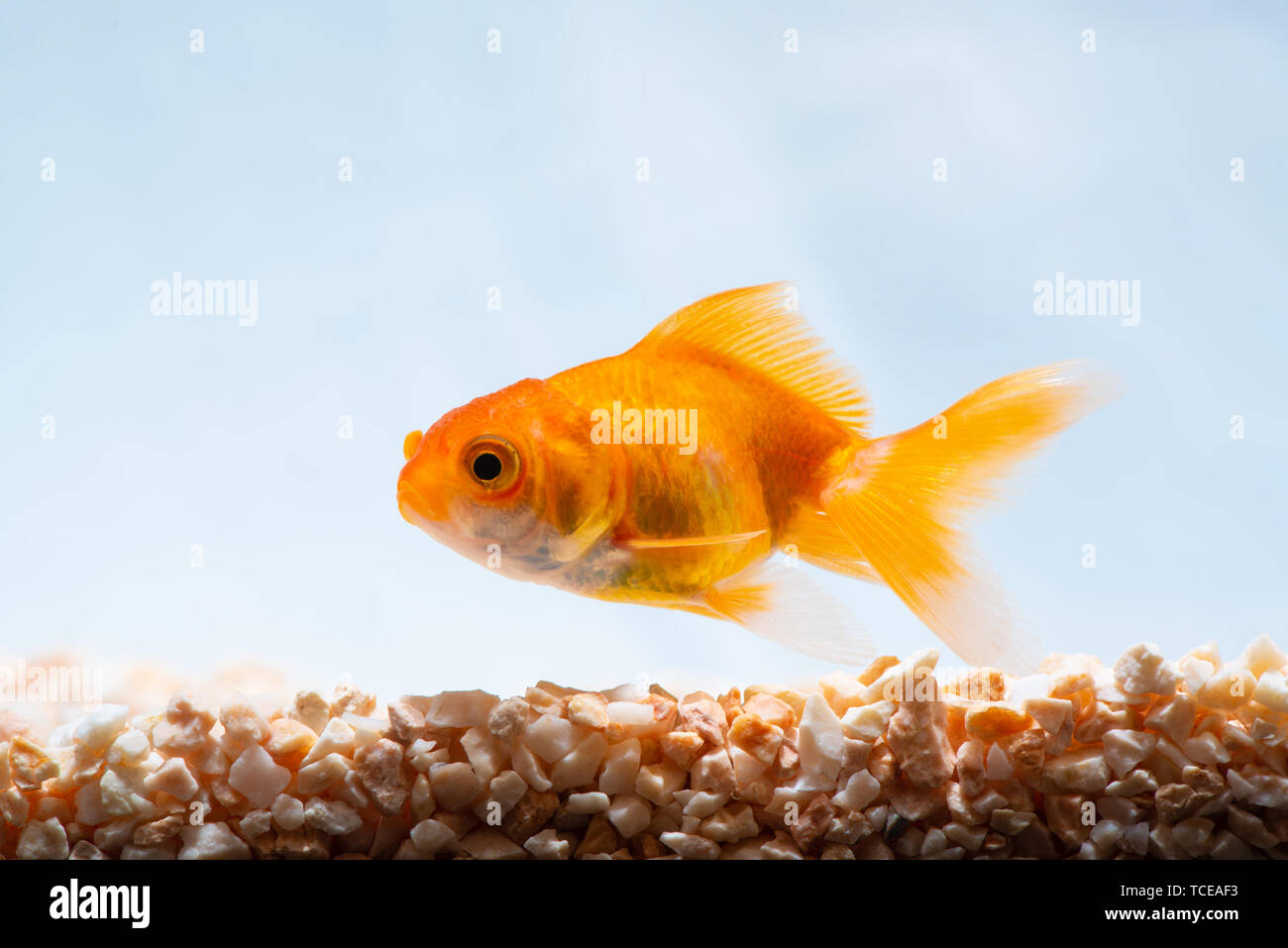 Gold fish or goldfish floating swimming underwater in fresh aquarium ...