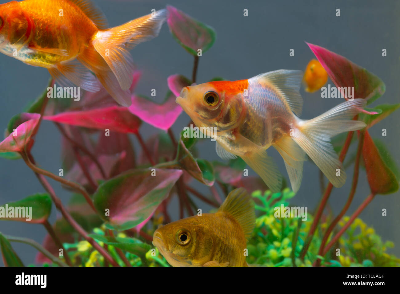 Gold fish or goldfish floating swimming underwater in fresh aquarium ...