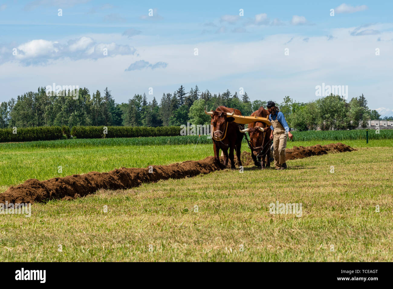 Team of oxen pulling a plow in the international plowing match. 2019 ...
