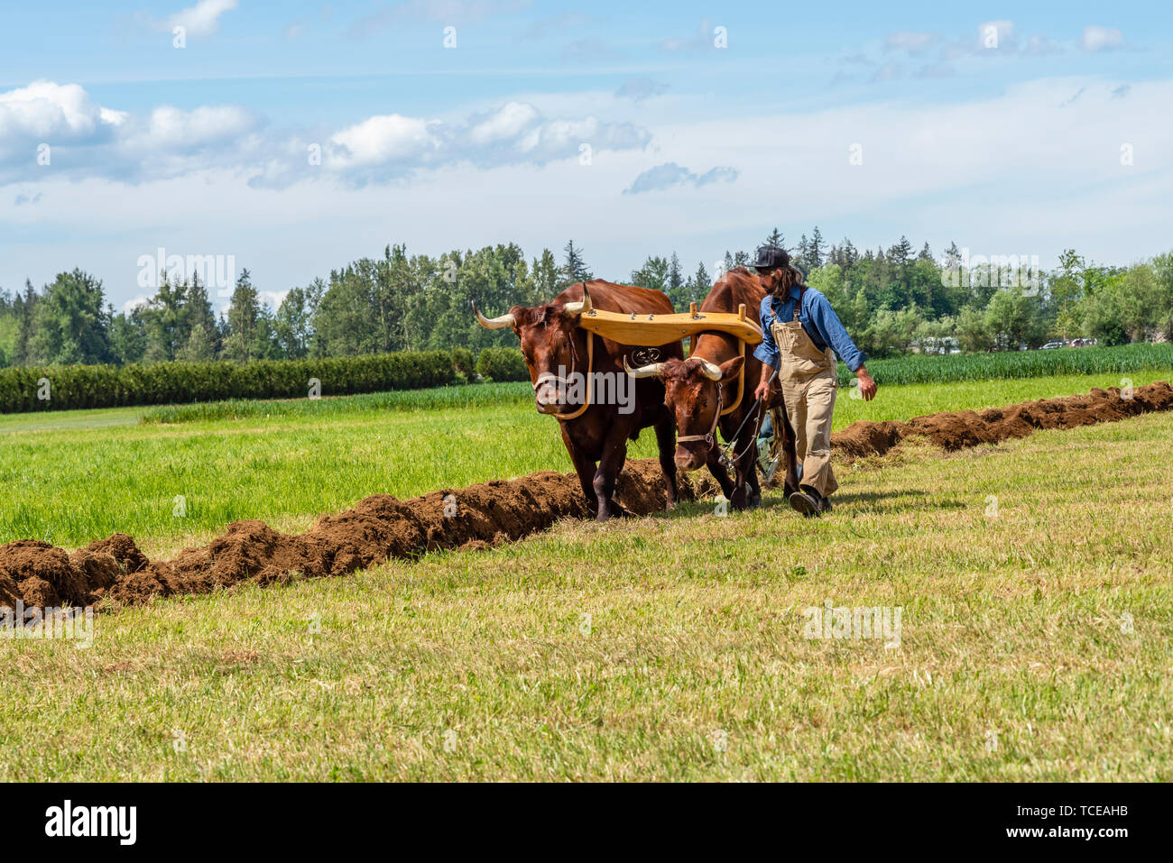 Plough oxen historical hi-res stock photography and images - Alamy