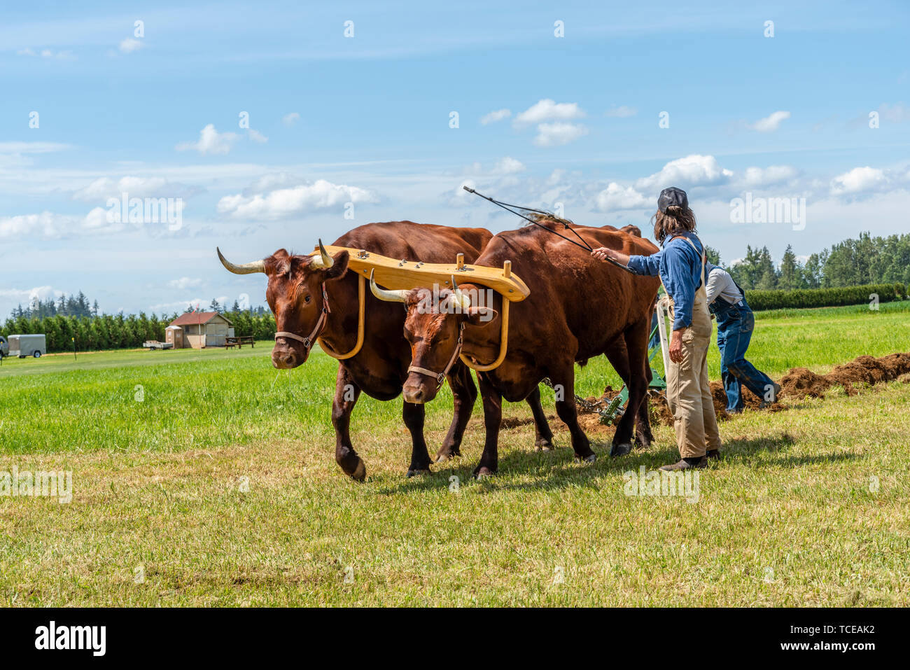Oxen team pulling competition hi-res stock photography and images - Alamy
