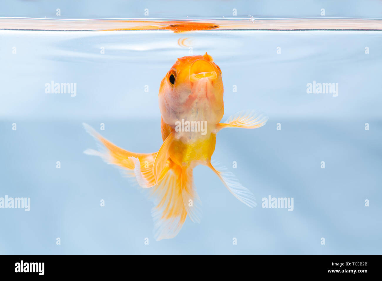 Gold fish or goldfish floating swimming underwater in fresh aquarium ...