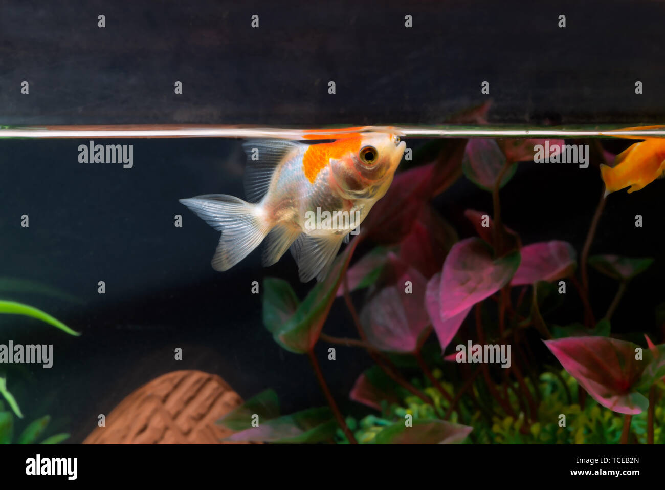 Gold fish or goldfish floating swimming underwater in fresh aquarium ...