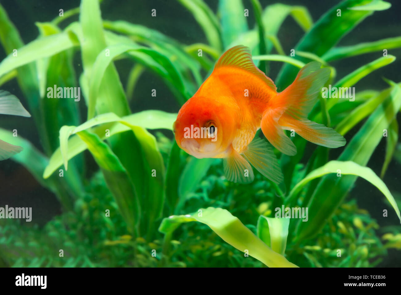 Gold fish or goldfish floating swimming underwater in fresh aquarium ...
