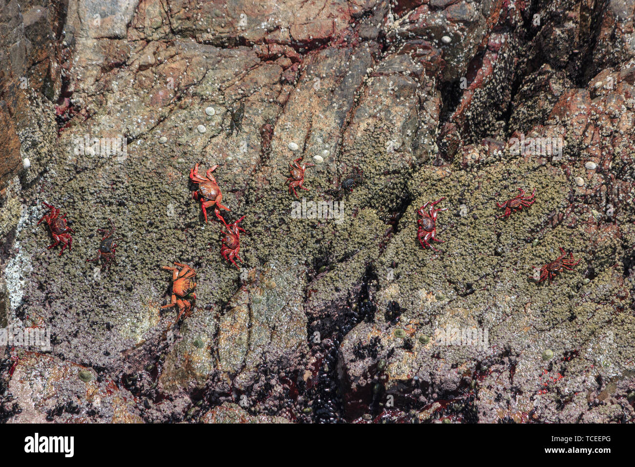 group of crabs on the cliffs of islas ballestas, peru Stock Photo - Alamy