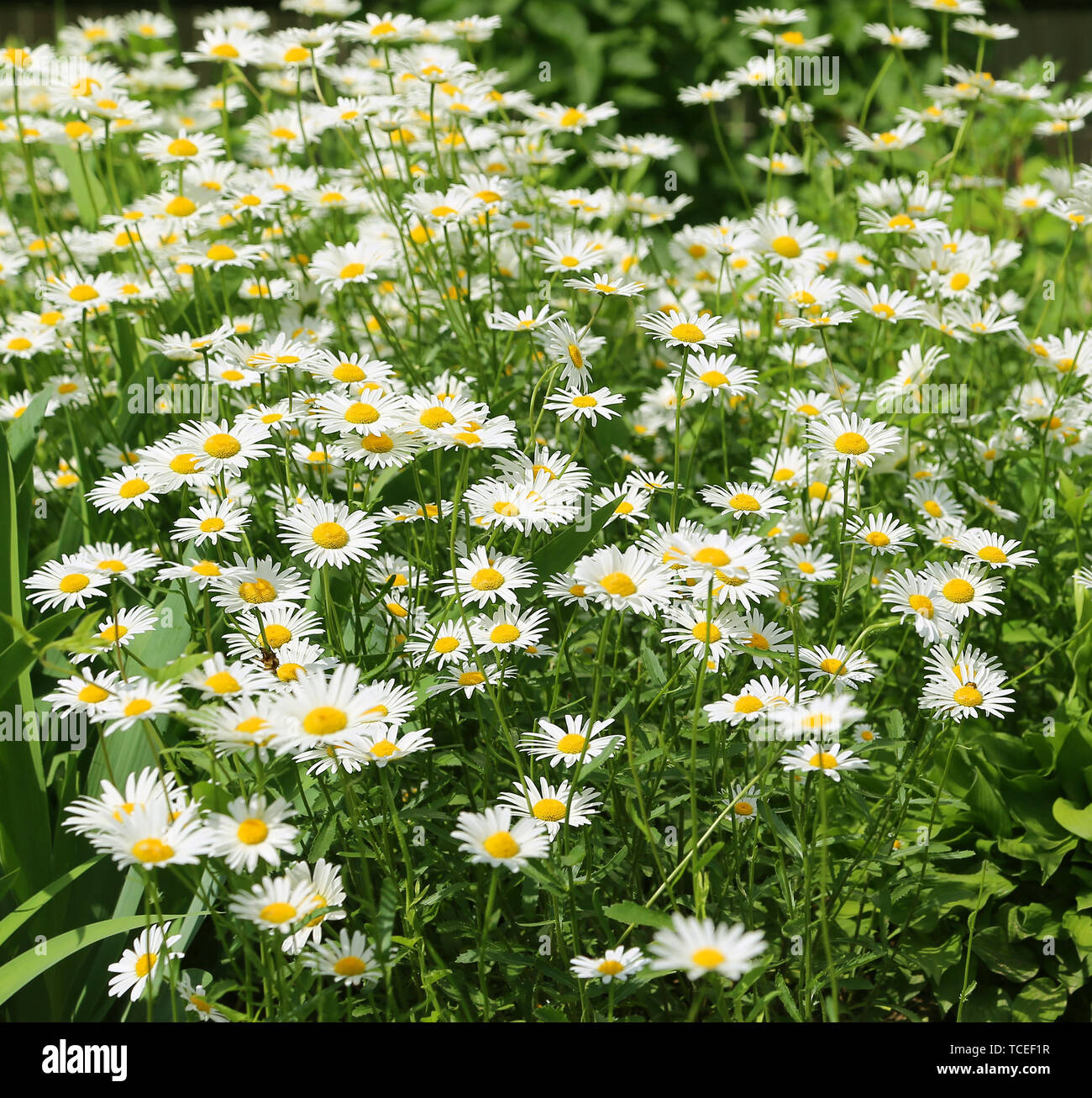 Summer Daisies Hi Res Stock Photography And Images Alamy