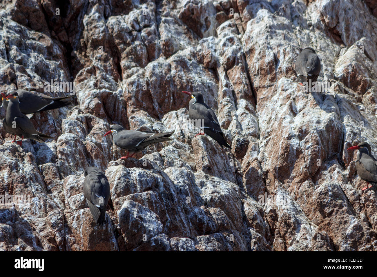 Many Black Inca Terns with red bill, Peru. Inca Tern, Larosterna inca ...