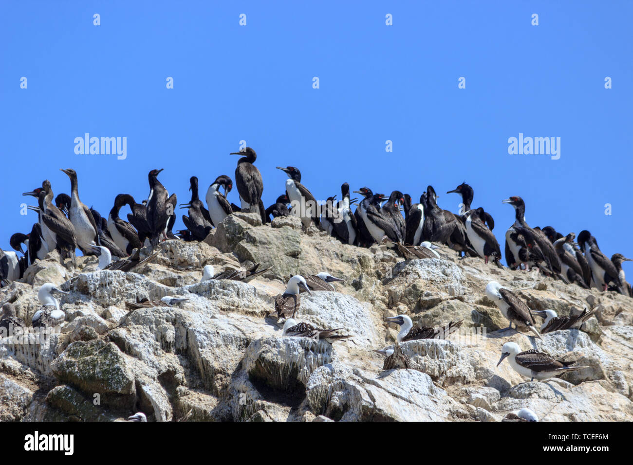 group of guanay cormorants on the islas ballestas, peru Stock Photo - Alamy