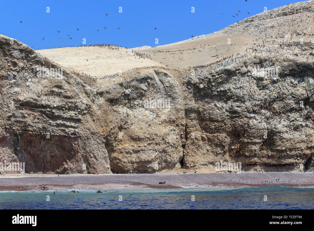 islas balestas with many endagered birds at paracas, peru Stock Photo ...