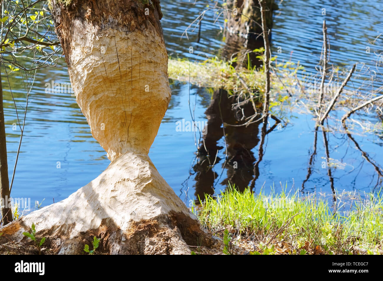 tree gnawed by the beaver, the beaver teeth marks on a tree trunk Stock ...