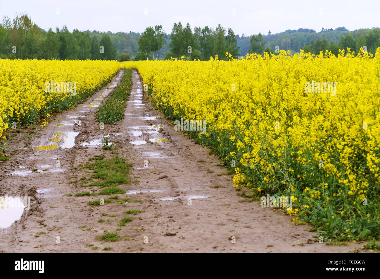 sowing crops of rapeseed, a flowering plant rape Stock Photo - Alamy