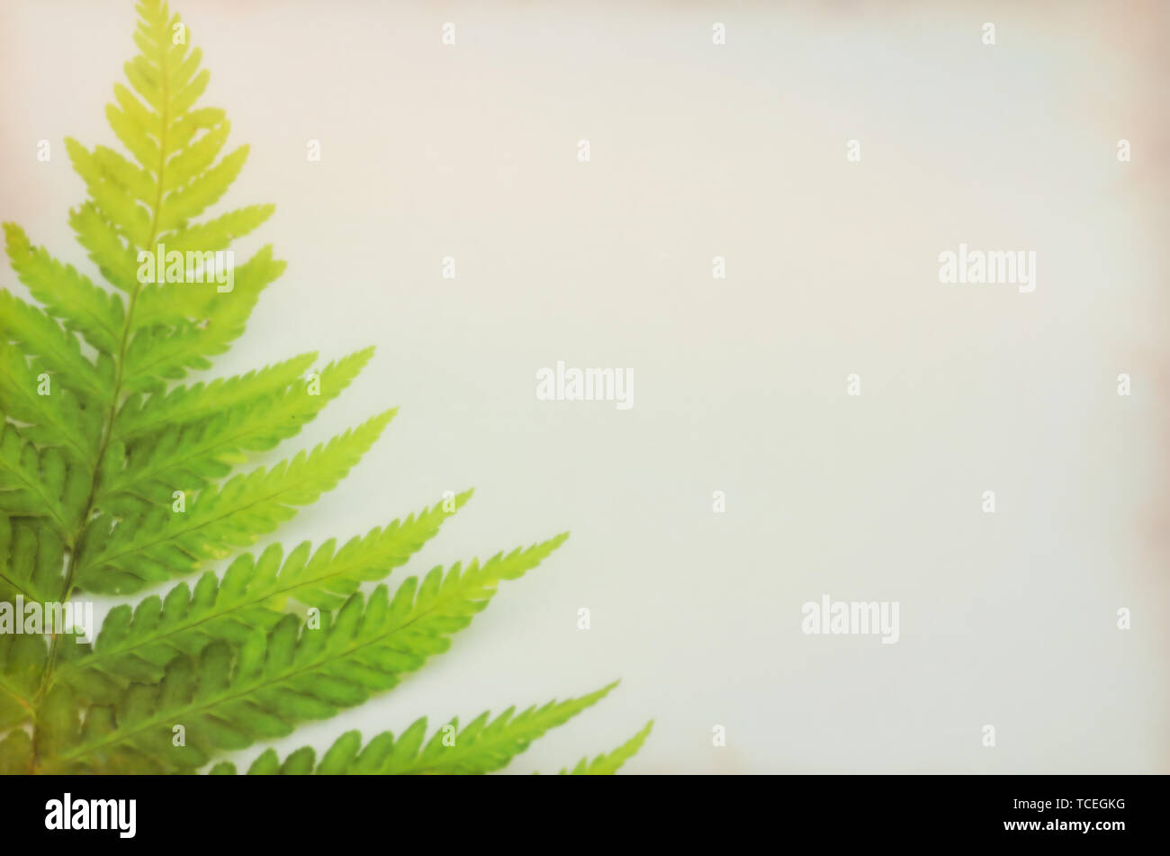 green fern fronds foliage backdrop - nature and colors Stock Photo - Alamy