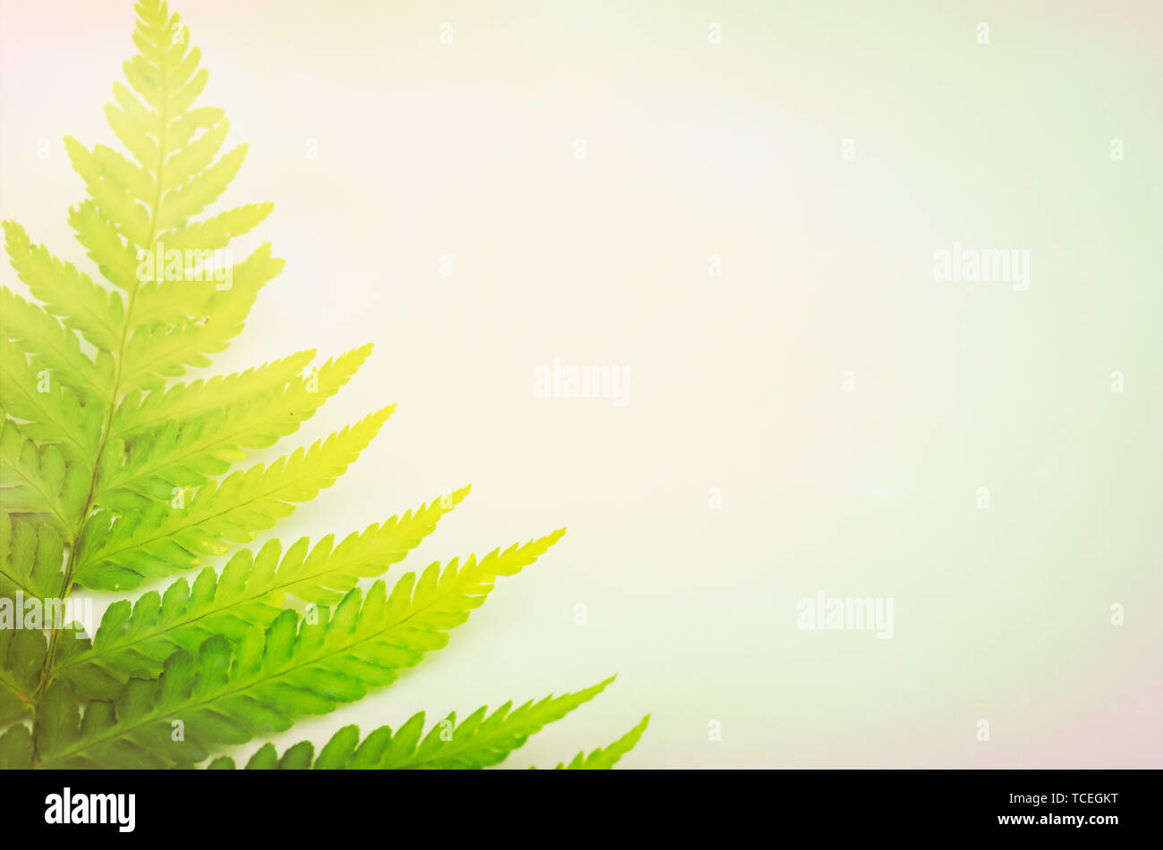 green fern fronds foliage backdrop - nature and colors Stock Photo - Alamy